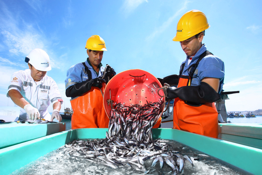 Seafood Media Group - Worldnews - PRODUCE Concludes Mackerel Fishing for Larger-Scale Vessels